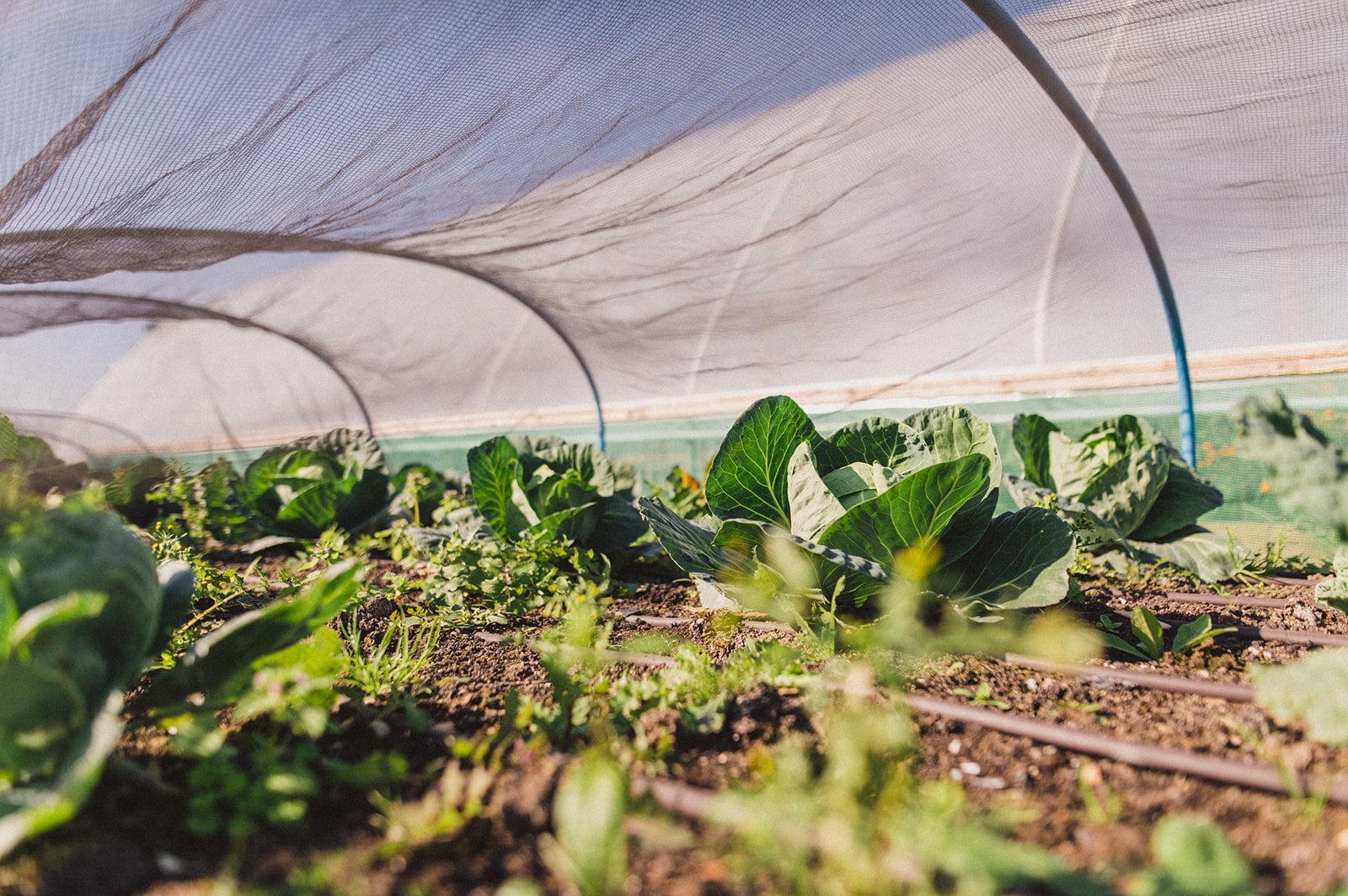 What 'Plot to Plate' Dining Means for The Ferry House